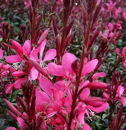 Gaura 'Red' Passionate Blush > Szkółka krzewów Fałdowie